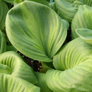 Hostas | Sue Proctor Plants