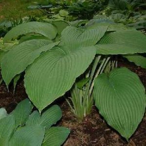 Hostas | Sue Proctor Plants