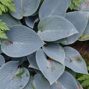 Hostas | Sue Proctor Plants