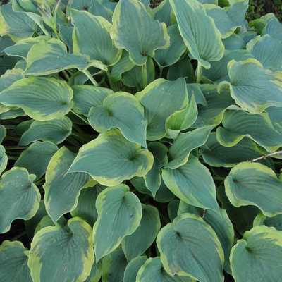 Hostas | Sue Proctor Plants