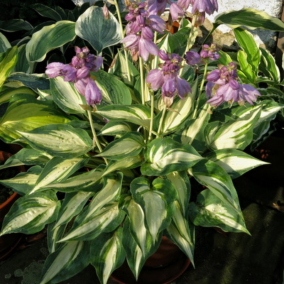 Hostas | Sue Proctor Plants