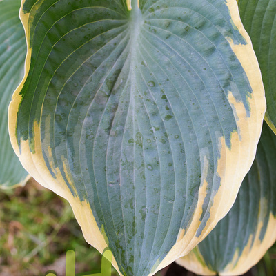 Giant Hostas | Sue Proctor Plants