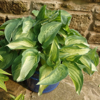 Hostas | Sue Proctor Plants