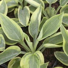 Hostas | Sue Proctor Plants