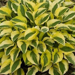 Hostas | Sue Proctor Plants