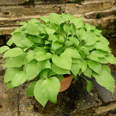 Hostas | Sue Proctor Plants