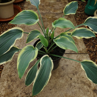 Hostas | Sue Proctor Plants