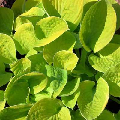 Hostas | Sue Proctor Plants