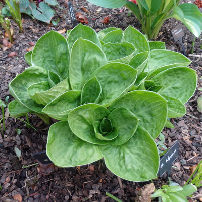 Very Small Hostas | Sue Proctor Plants