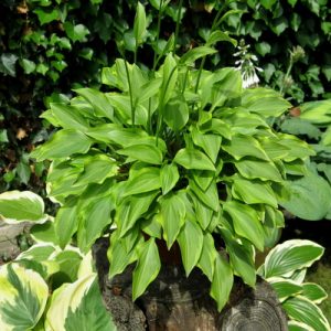 Very Small Hostas | Sue Proctor Plants
