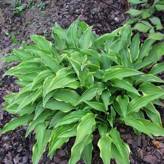 Very Small Hostas | Sue Proctor Plants