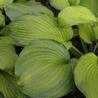 Hostas | Sue Proctor Plants