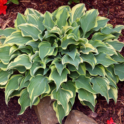 Hostas | Sue Proctor Plants
