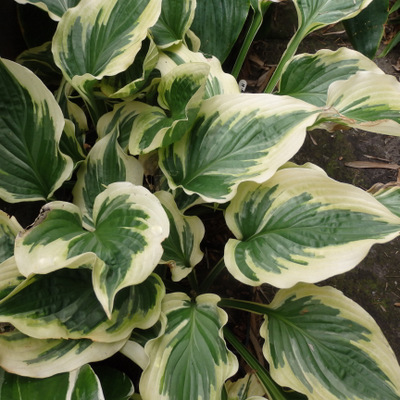 Hostas | Sue Proctor Plants