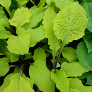 Hostas | Sue Proctor Plants