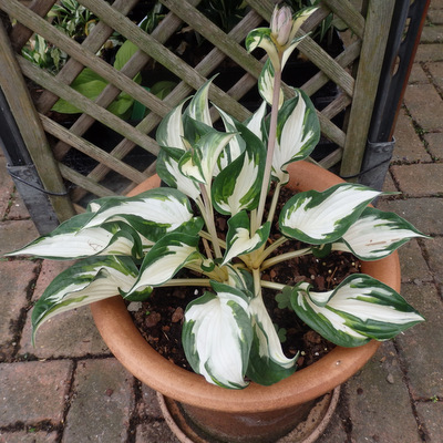 Hostas | Sue Proctor Plants