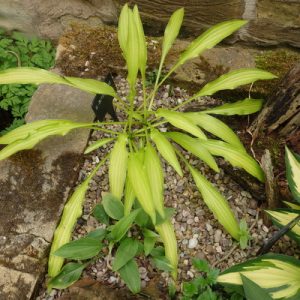 Hostas | Sue Proctor Plants