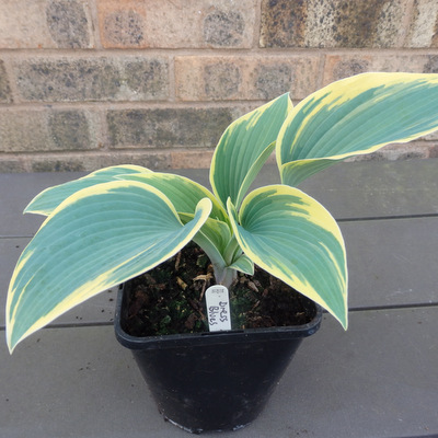 Hostas | Sue Proctor Plants