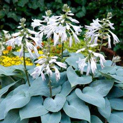 Hostas | Sue Proctor Plants